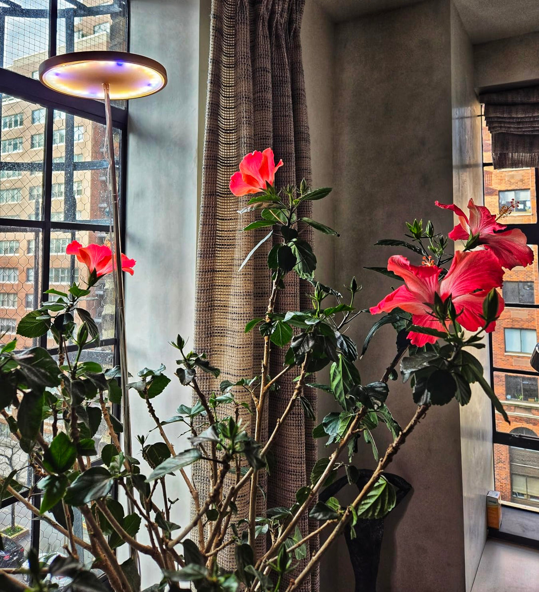 🌱 Grow Lights vs. Natural Sunlight: Which Is Better for Your Plants ...