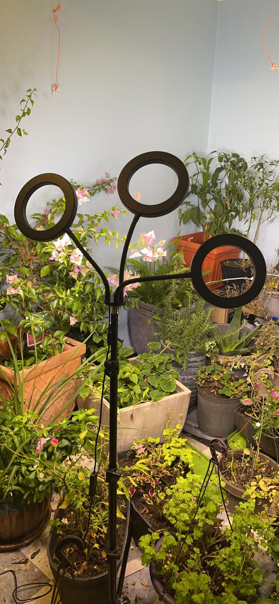 The Definitive Guide to Lighting Requirements for Different Plants– Yadoker
